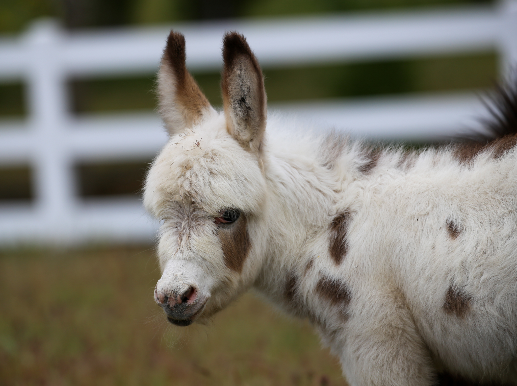 Croftdown - Miniature Donkeys and Highland Cattle